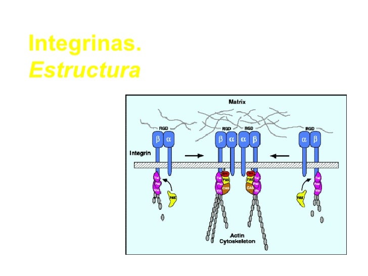 01-01- La Matrix Viviente La Estructura