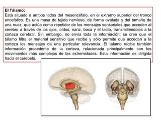 01 calse SISTEMA NERVIOSO central .pptx