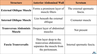 01 02 03 Male Reproductive System / Male Reproductive System.pdf