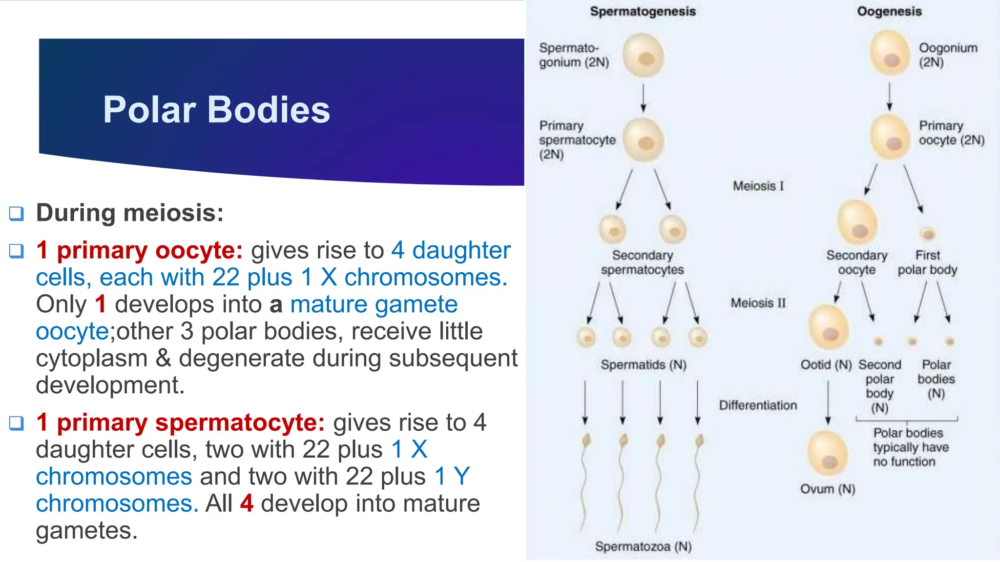 01 02 Introduction to Embryology and Gametogenesis by Dr. Rabia I ...