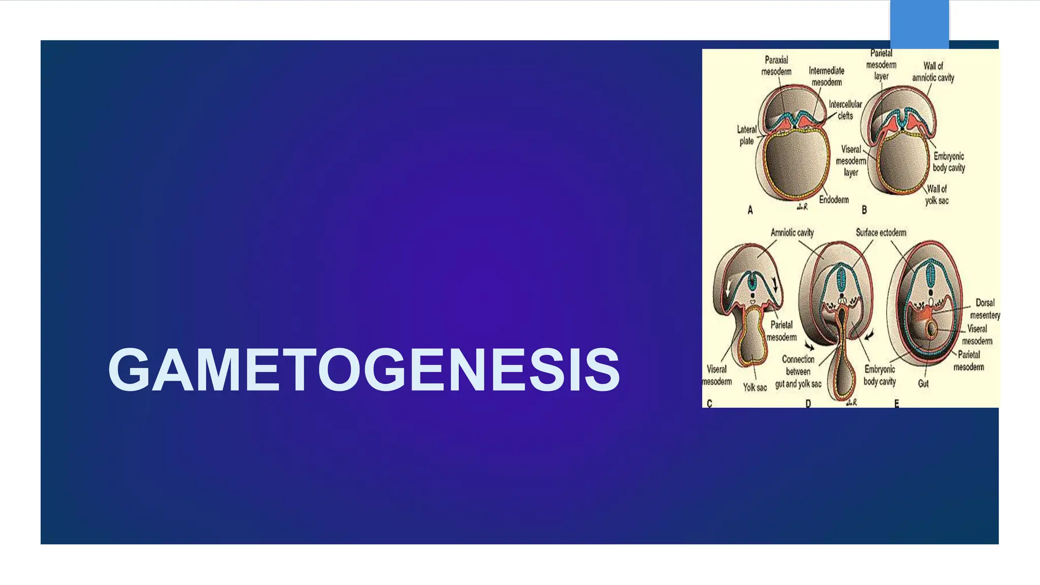 01 02 Introduction to Embryology and Gametogenesis by Dr. Rabia I. Gandapore.pptx
