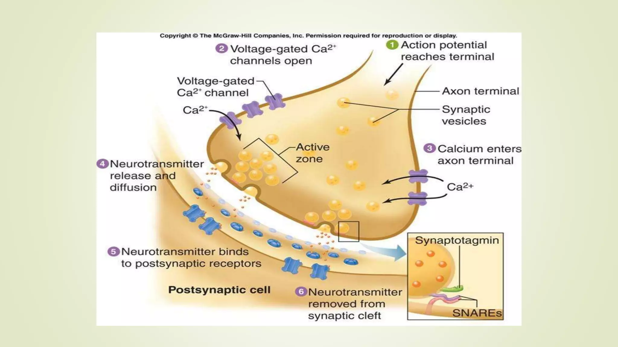 Neurohumoral_transmission_pharmacology_of_neurotransmission | PPTX
