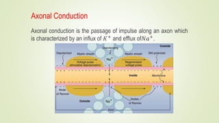 Neurohumoral_transmission_pharmacology_of_neurotransmission | PPT