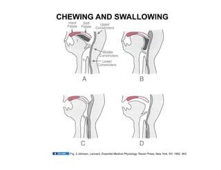 01.07.09(a): Salivary Glands and Esophagus | PPT