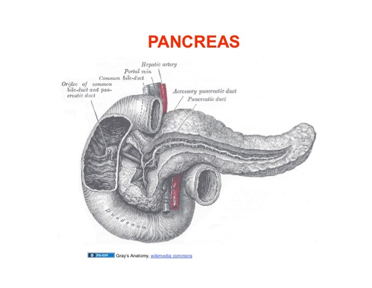 01.09.09: Pancreas