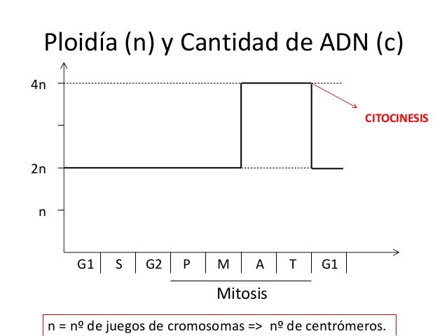 Reproducción celular parte 2