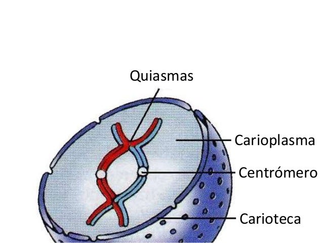 Reproducción celular parte 2