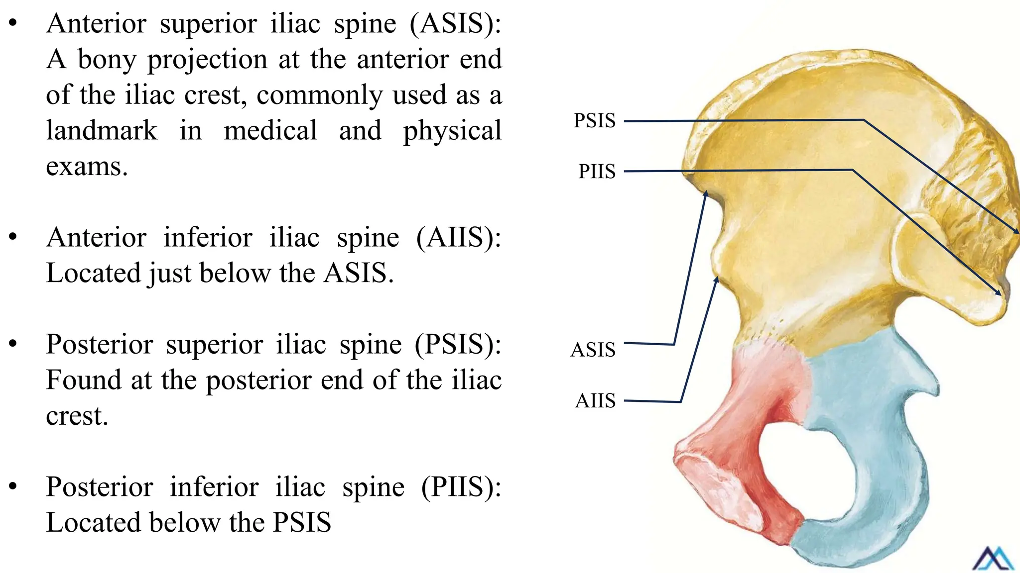 010 Bony Pelvis / Bony Pelvi / Bony Pelvis / Bony Pelvis.pdf
