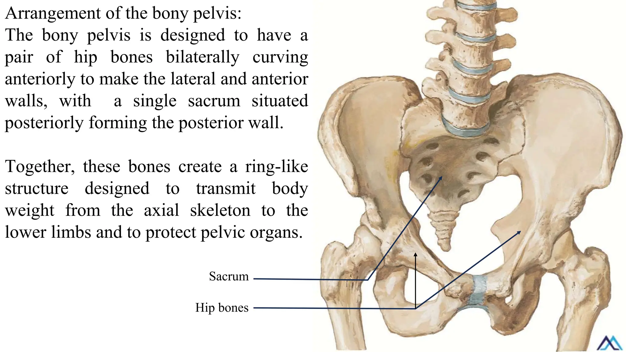 010 Bony Pelvis / Bony Pelvi / Bony Pelvis / Bony Pelvis.pdf