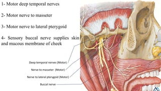Cranial Nerve 5/ Cranial Nerve 5/ Cranial Nerve 5.pdf