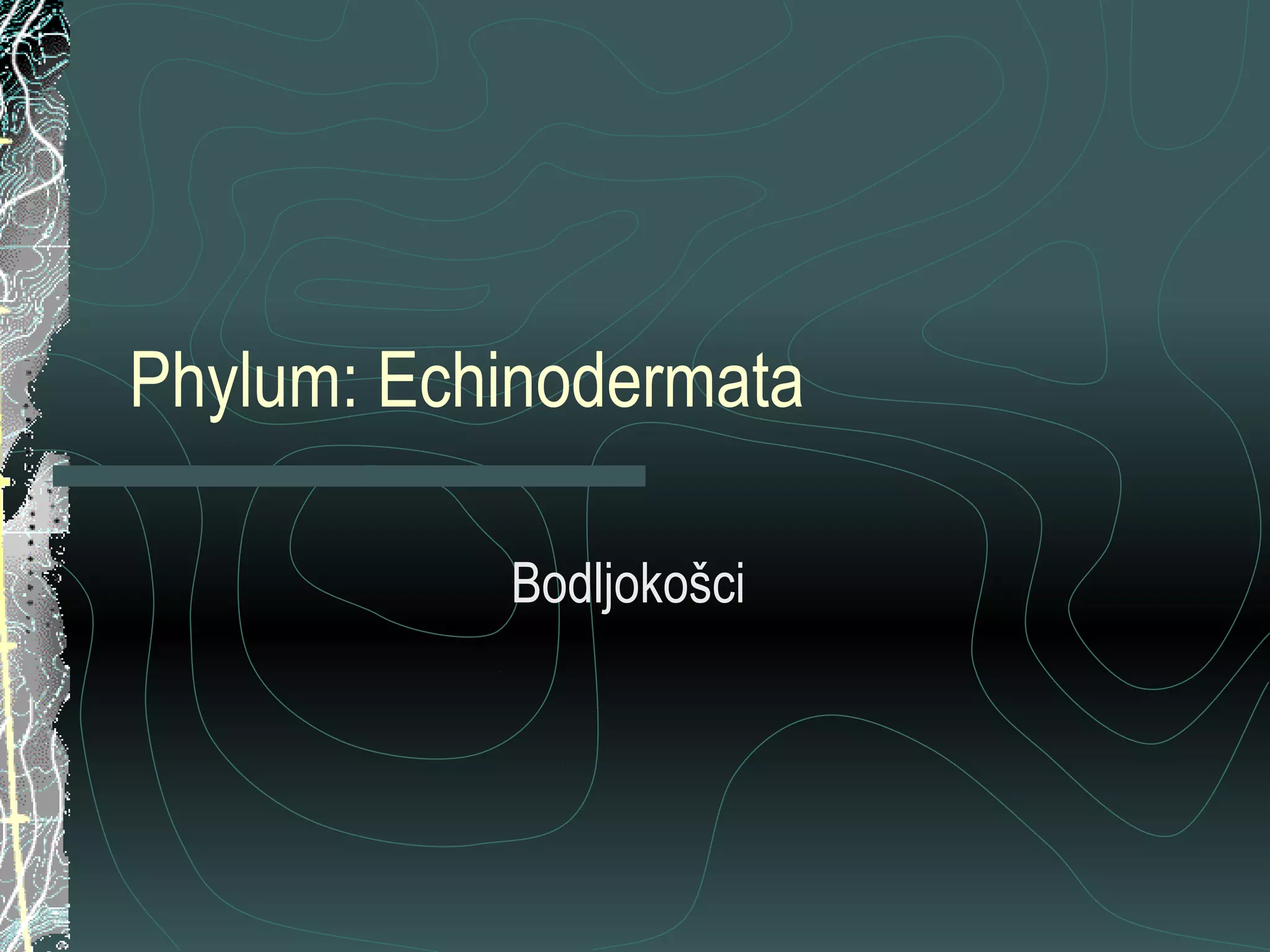 010phylumechinodermata 090319134831-phpapp02 | PPT