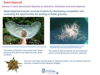 9.4. Reproduction in plants | PPTX