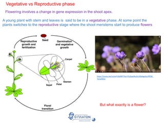 9.4. Reproduction in plants | PPTX