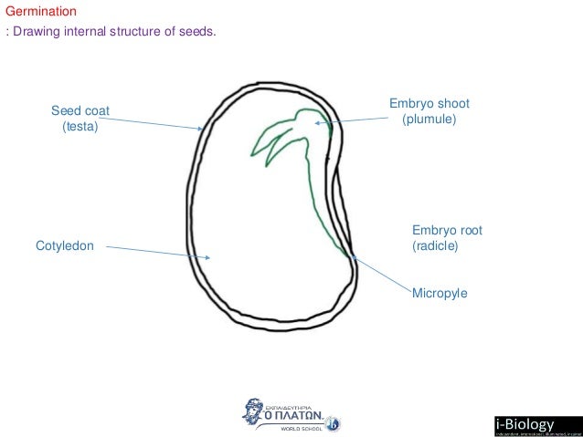 9.4. Reproduction in plants