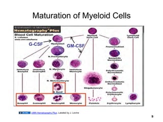Neutrophil Maturation Sequence