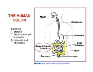 01.15.09: Colon and review | PPT