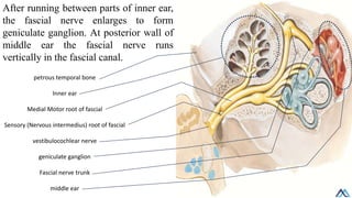 Cranial Nerve 7./ Cranial Nerve 7./ Cranial Nerve 7.pdf