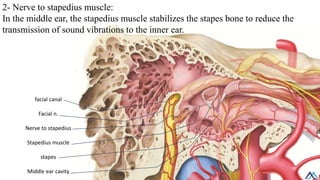 Cranial Nerve 7./ Cranial Nerve 7./ Cranial Nerve 7.pdf