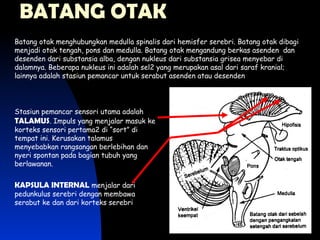 Neurology Sistem in Anatomy/ Sistem Saraf di Anatomi | PPT