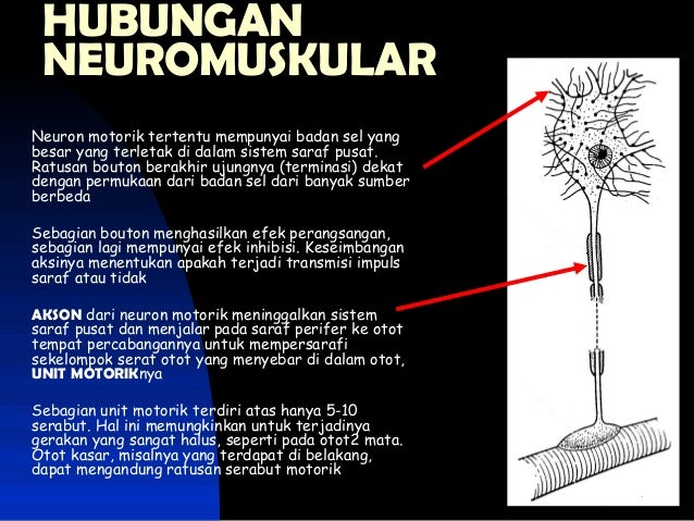 Neurology Sistem in Anatomy/ Sistem Saraf di Anatomi