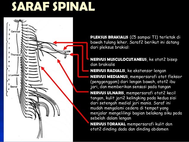 Neurology Sistem in Anatomy/ Sistem Saraf di Anatomi