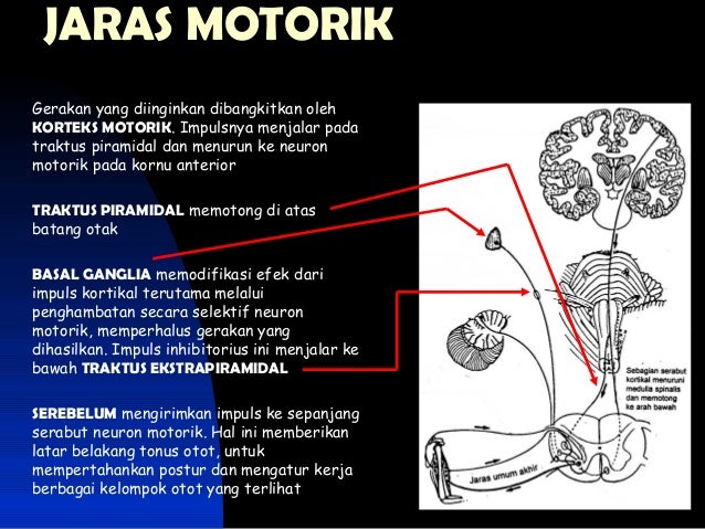 Neurology Sistem in Anatomy/ Sistem Saraf di Anatomi