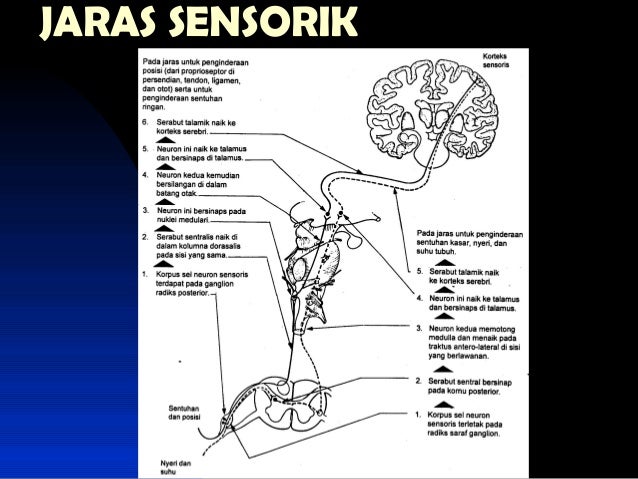 Neurology Sistem in Anatomy/ Sistem Saraf di Anatomi