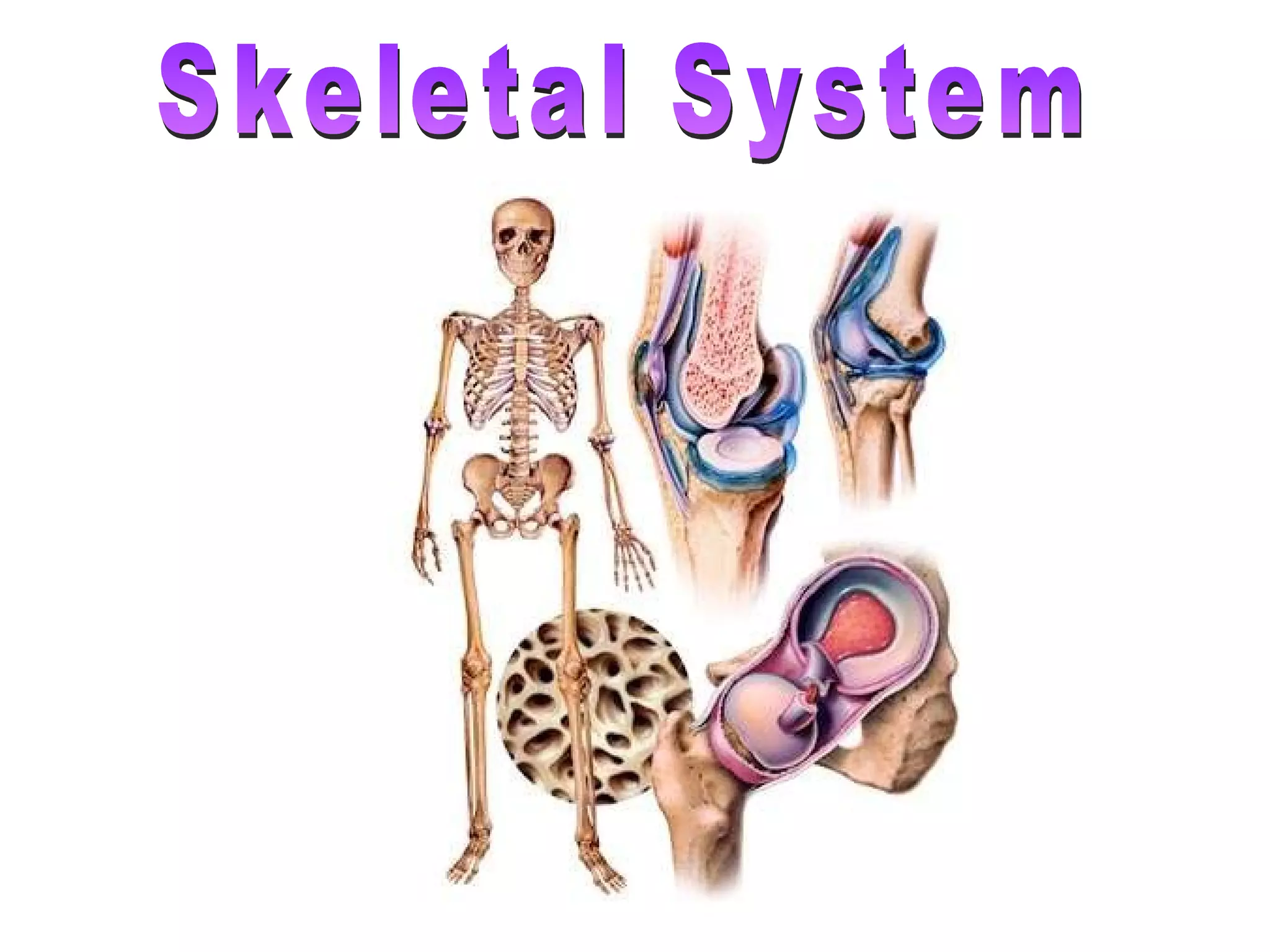 Human skeletal system - Movement and Locomotion | PPT