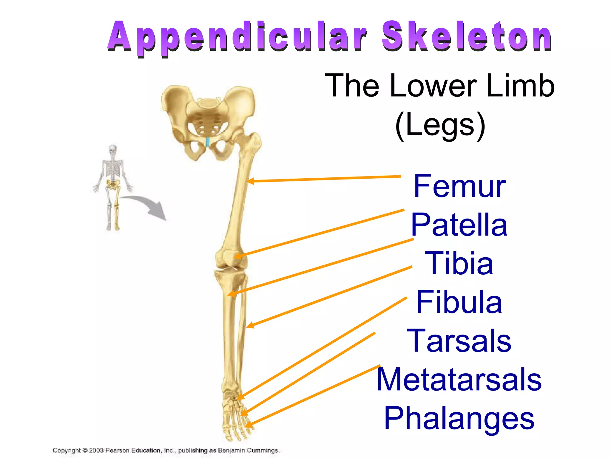 Human skeletal system - Movement and Locomotion | PPT