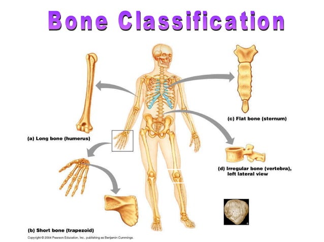 Human skeletal system - Movement and Locomotion | PPT | Death, Injury ...
