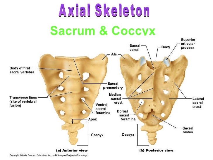 Human skeletal system - Movement and Locomotion