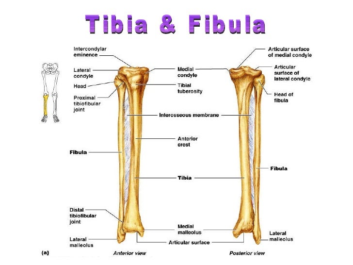 Human skeletal system - Movement and Locomotion