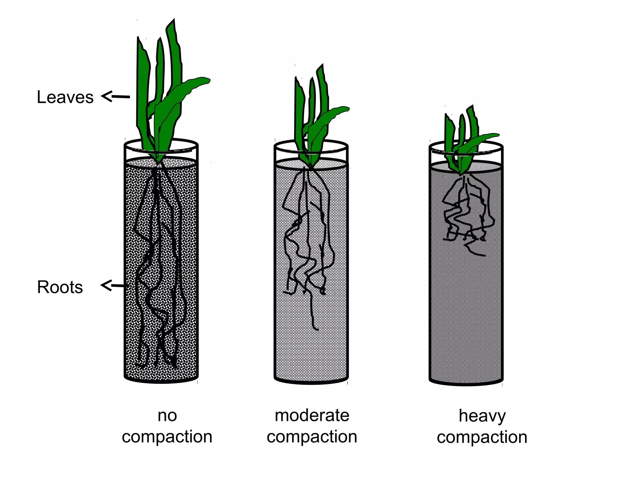 011 soil porosity and root growth | PPT