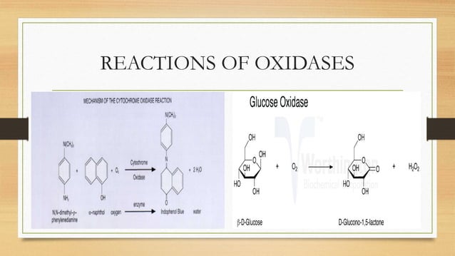 012. ENZYMES OF BIOLOGIC OXIDATION (MBCH 223 BIOENERGETICS AND ...