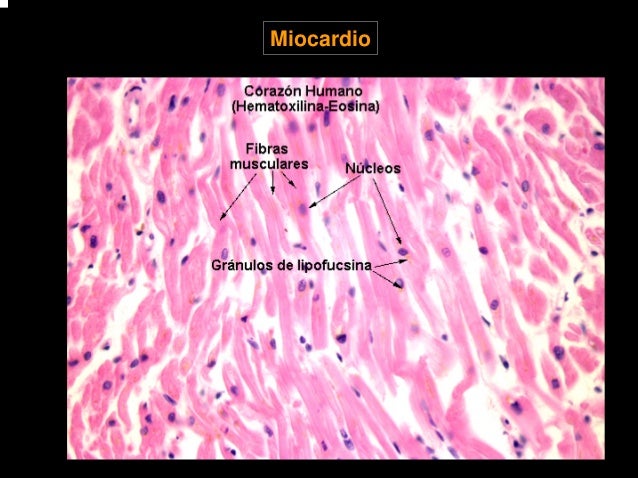 HISTOLOGIA corazón