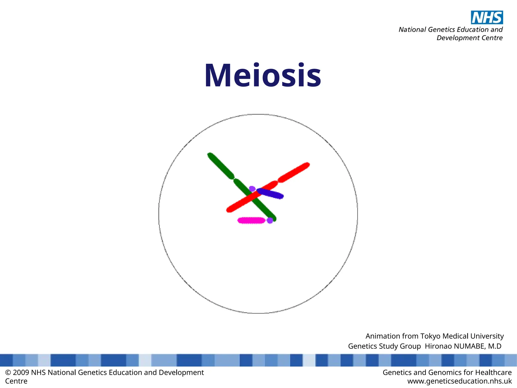 0121Explanation_slides_Mitosis_and_Meiosis.ppt