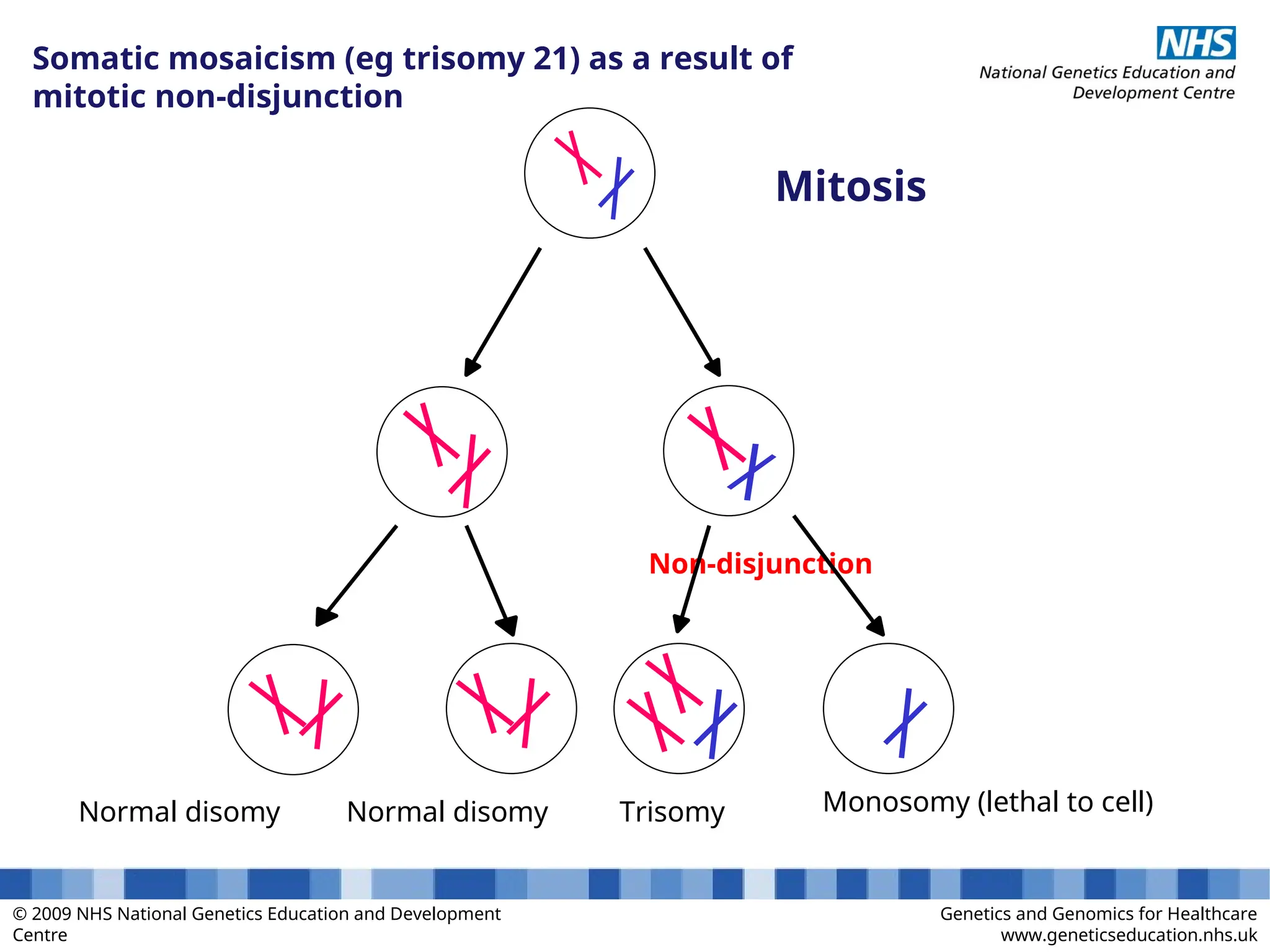 0121Explanation_slides_Mitosis_and_Meiosis.ppt