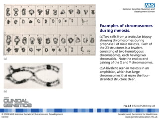 0121Explanation_slides_Mitosis_and_Meiosis.ppt
