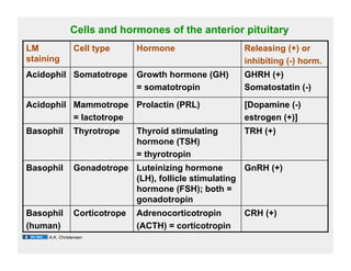 01.26.09: Histology of the Endocrine System | PDF