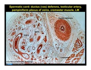 Pampiniform Plexus Histology
