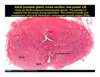 Prostatic Utricle Histology