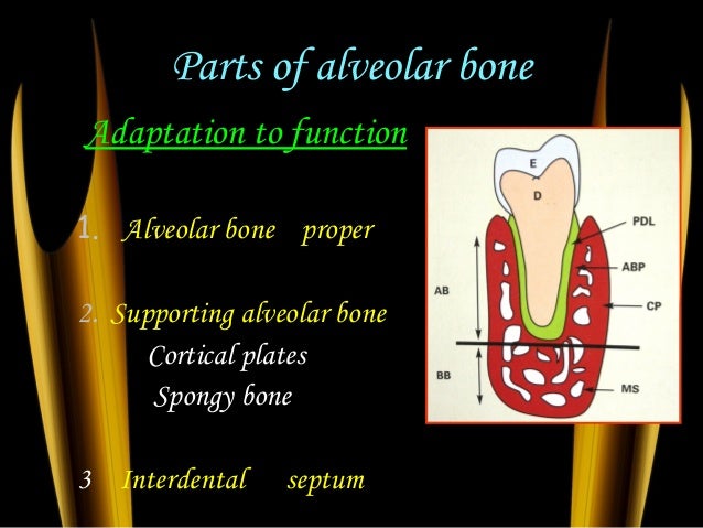 HISTOLOGY OF ALVEOLAR BONE , ALVEOLAR MUCOSA & ITS PROSTHODONTIC CONS…