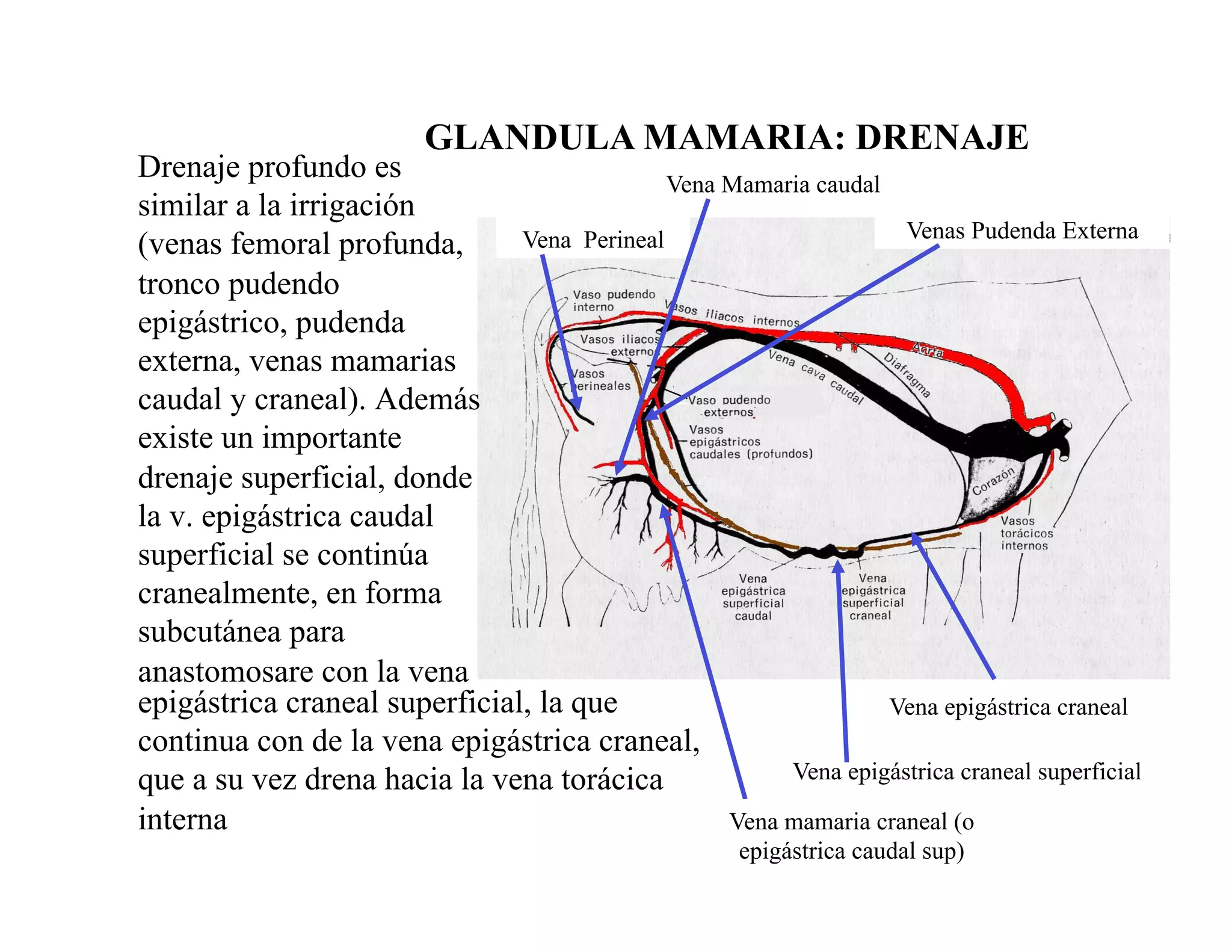 AV2-Irrig-Inerv Abdomen,pelvis.pdf