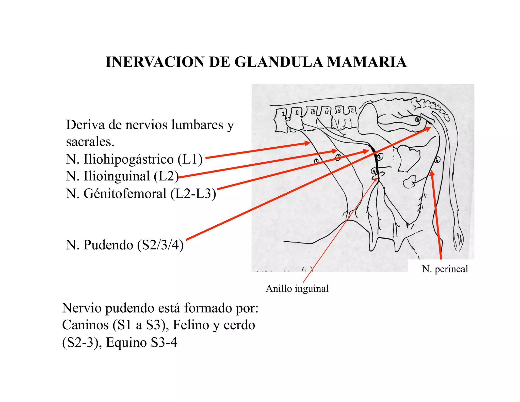 AV2-Irrig-Inerv Abdomen,pelvis.pdf