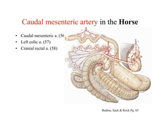 AV2-Irrig-Inerv Abdomen,pelvis.pdf