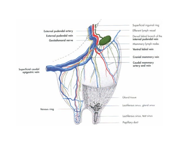 AV2-Irrig-Inerv Abdomen,pelvis.pdf