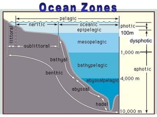 013 bioluminescence | PPT