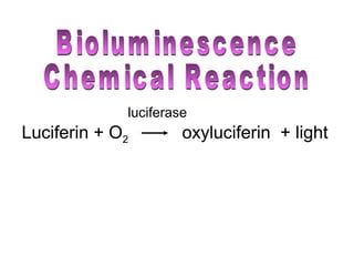 013 bioluminescence | PPT