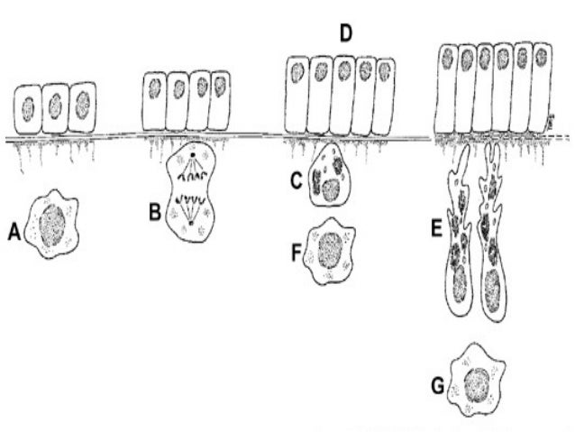 Amelogenesis - Stages of enamel formation