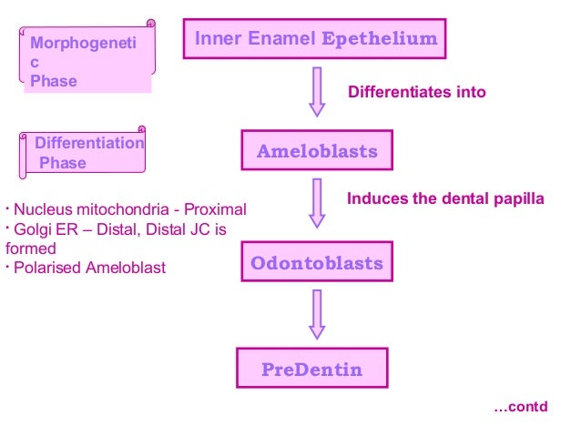 Amelogenesis - Stages of enamel formation
